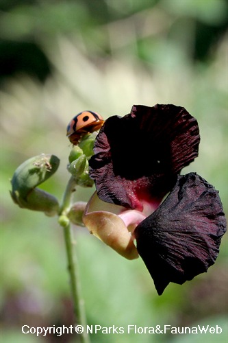 NParks | Macroptilium atropurpureum