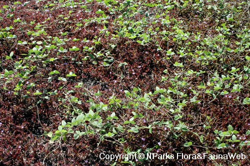 NParks | Macroptilium atropurpureum