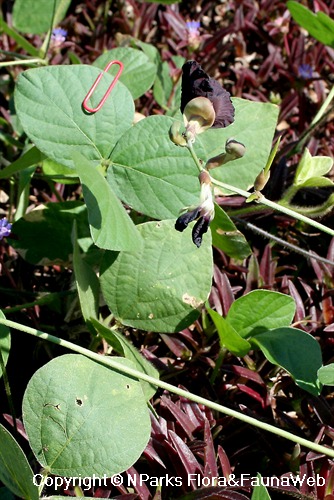 NParks | Macroptilium atropurpureum
