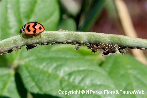 NParks | Macroptilium atropurpureum