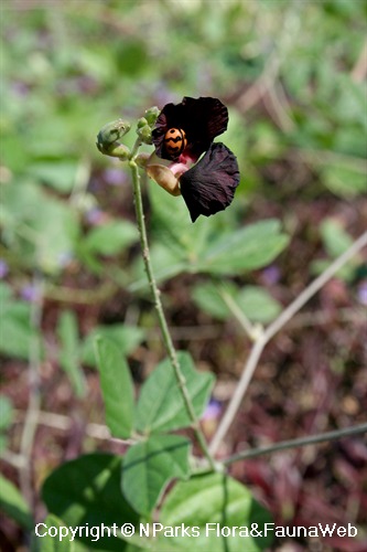 NParks | Macroptilium atropurpureum