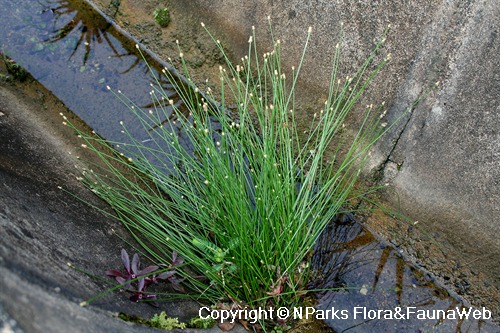 NParks | Isolepis cernua