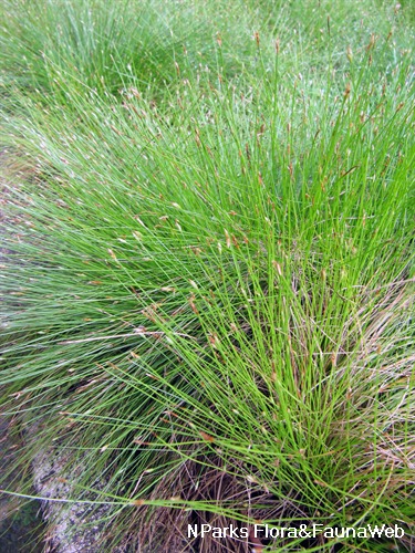 NParks | Isolepis cernua