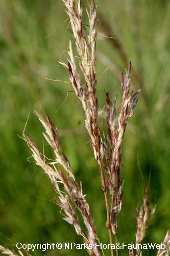 NParks | Bothriochloa bladhii