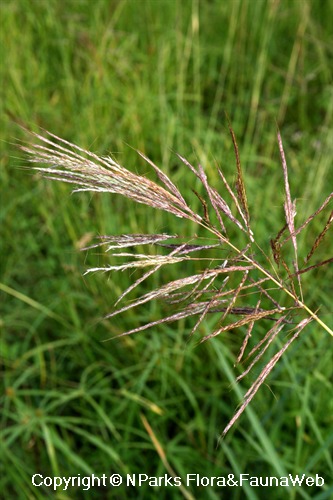 NParks | Bothriochloa bladhii