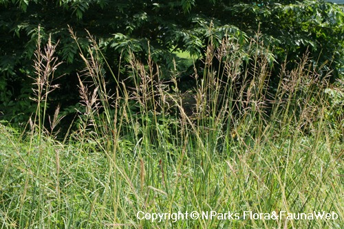 NParks | Bothriochloa bladhii