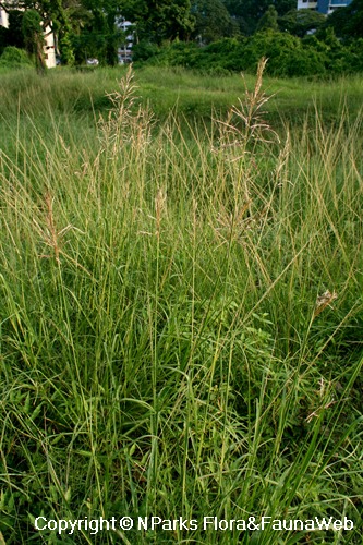 NParks | Bothriochloa bladhii