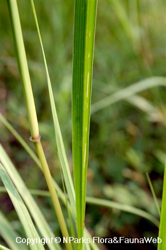NParks | Bothriochloa bladhii