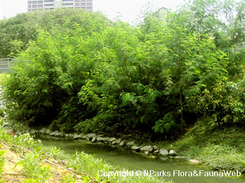 NParks | Leucaena leucocephala