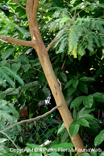 NParks | Leucaena leucocephala