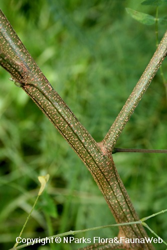 NParks | Leucaena leucocephala