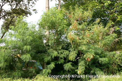 NParks | Leucaena leucocephala