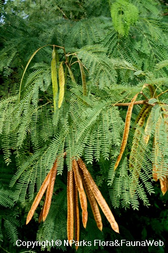 NParks | Leucaena leucocephala