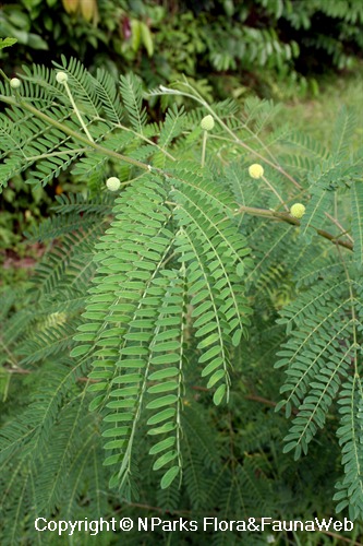 NParks | Leucaena leucocephala