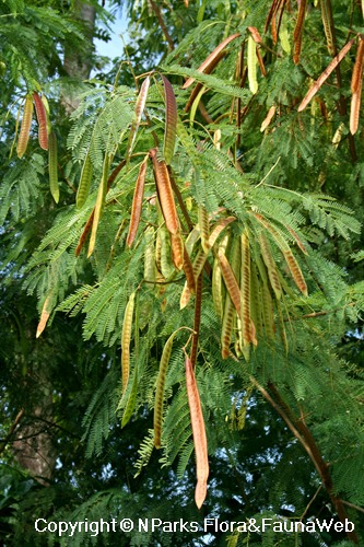 NParks | Leucaena leucocephala