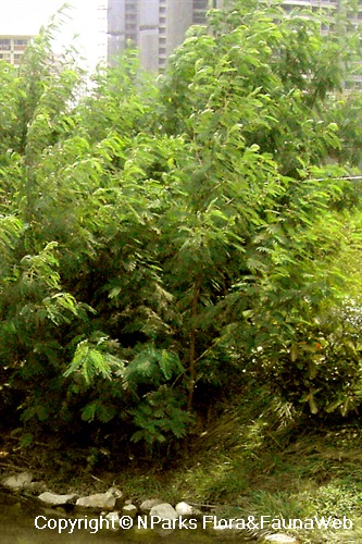 NParks | Leucaena leucocephala