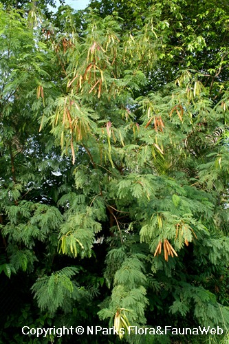 NParks | Leucaena leucocephala