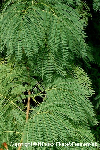 NParks | Leucaena leucocephala