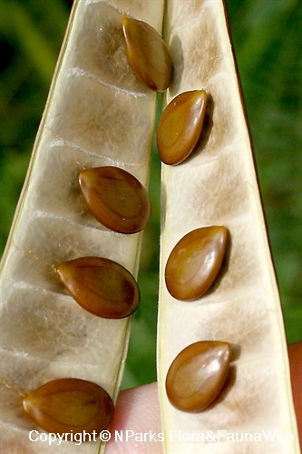 NParks | Leucaena leucocephala