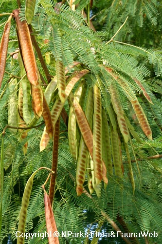 NParks | Leucaena leucocephala