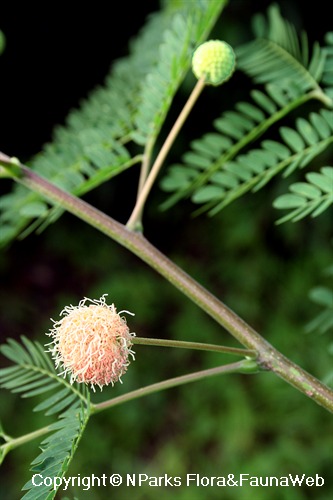 NParks | Leucaena leucocephala