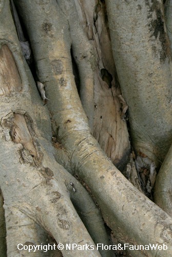 NParks | Ficus rumphii (cream-green leaves)
