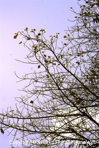 NParks | Ficus rumphii (cream-green leaves)