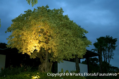NParks | Ficus rumphii (cream-green leaves)