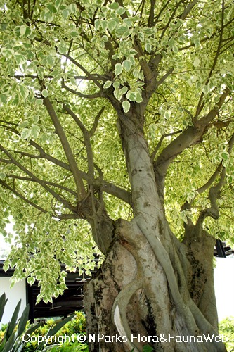 NParks | Ficus rumphii (cream-green leaves)