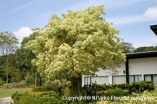 NParks | Ficus rumphii (cream-green leaves)