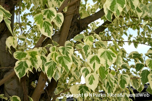 NParks | Ficus rumphii (cream-green leaves)