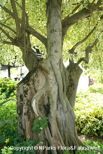 NParks | Ficus rumphii (cream-green leaves)