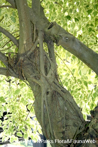 NParks | Ficus rumphii (cream-green leaves)