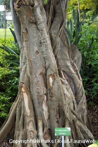 NParks | Ficus rumphii (cream-green leaves)