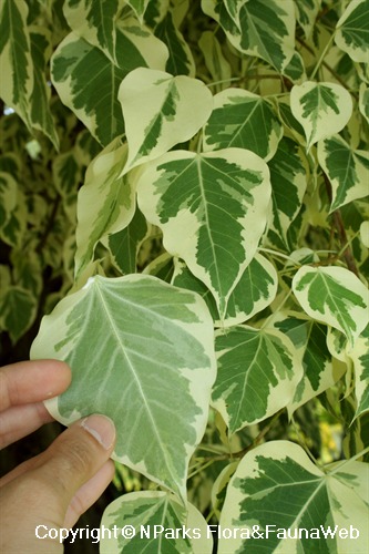 NParks | Ficus rumphii (cream-green leaves)