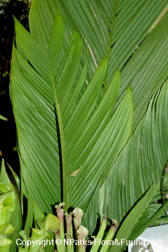 NParks | Marojejya darianii