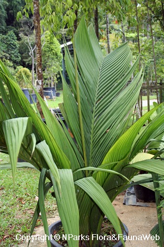 NParks | Marojejya darianii