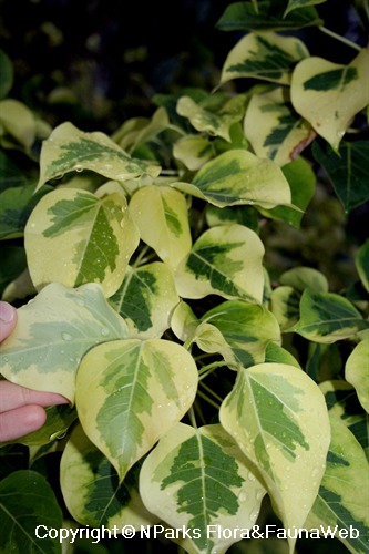 NParks | Ficus rumphii 'Variegata'