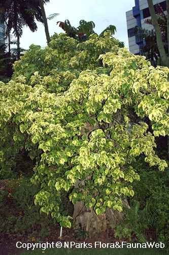 NParks | Ficus rumphii 'Variegata'