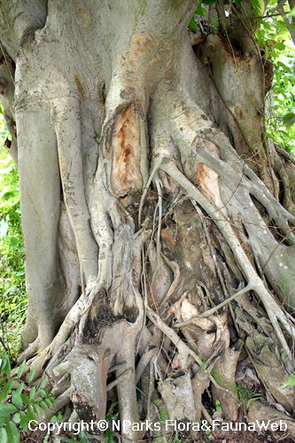 NParks | Ficus rumphii 'Variegata'