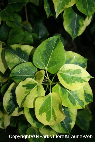 NParks | Ficus rumphii 'Variegata'