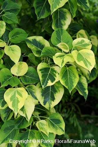 NParks | Ficus rumphii 'Variegata'