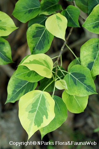 NParks | Ficus rumphii 'Variegata'