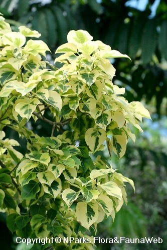 NParks | Ficus rumphii 'Variegata'