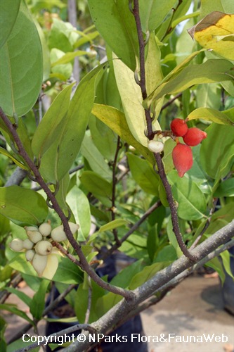 NParks | Mitrephora keithii