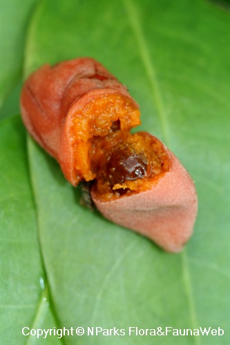 NParks | Mitrephora keithii