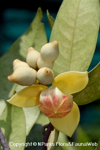 NParks | Mitrephora keithii