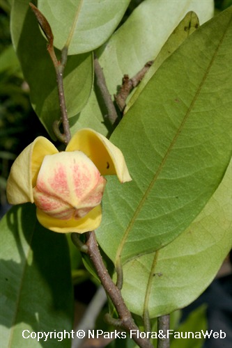 NParks | Mitrephora maingayi