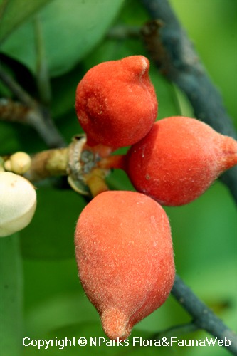 NParks | Mitrephora keithii