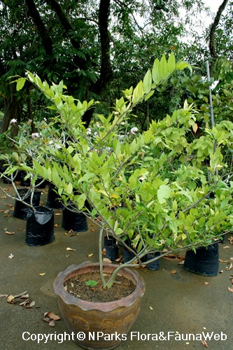 NParks | Mitrephora keithii